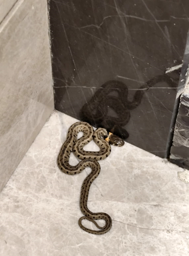 Başka yılan varmı korkusu başladı:Yargıtay asansöründe yılan paniği ...